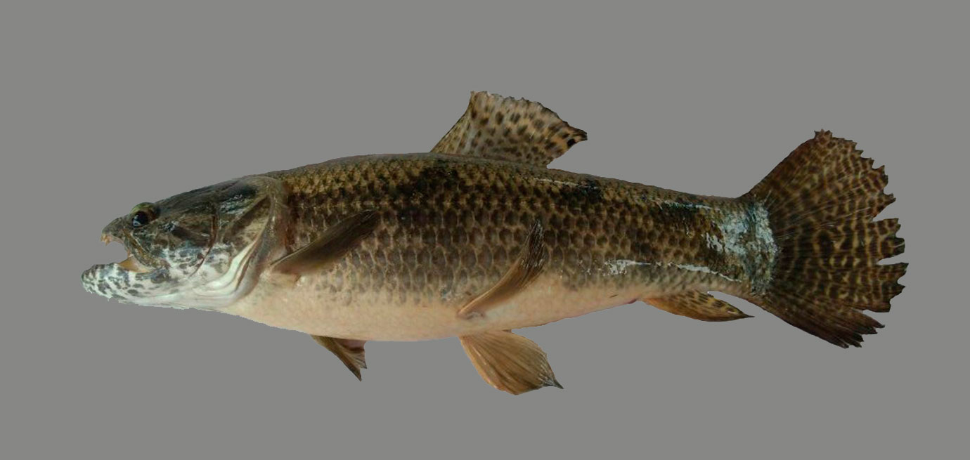 Hoplias malabaricus – PET Pesca - Programa de Educação Tutorial em ...